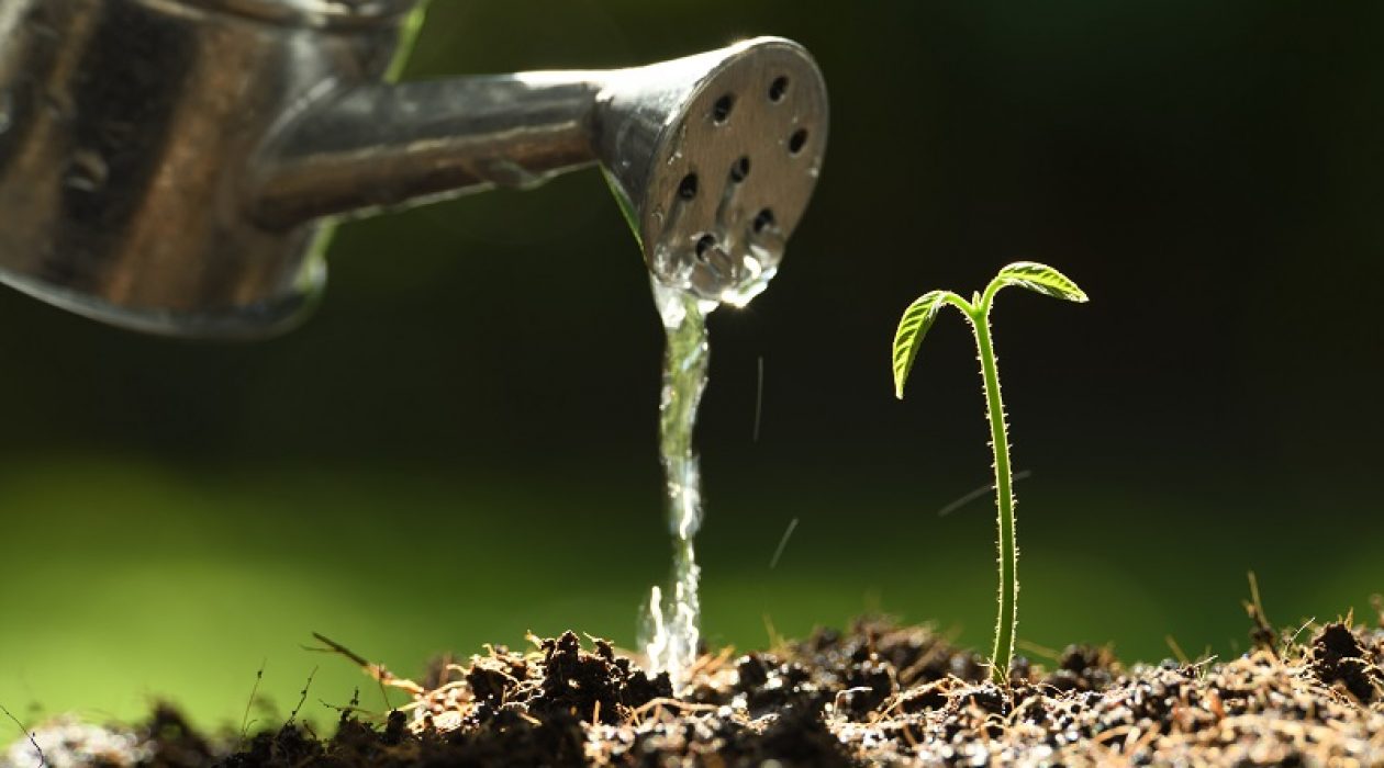 Bio urna ecológica: saiba que seu pet pode virar uma plantinha